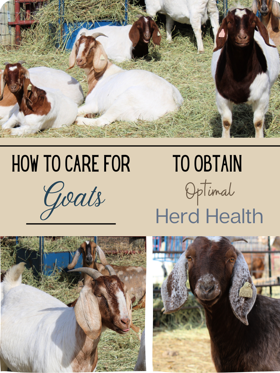 How to Care for Goats to Obtain Optimal Herd Health