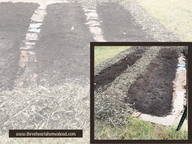 How to Start a Combination No Dig and Back to Eden Garden