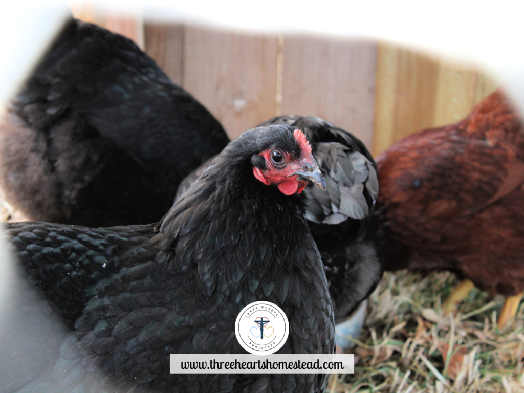 Chicken Parasites: What You Need to Know