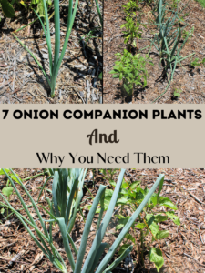 7 Onion Companion Plants and Why You Need Them