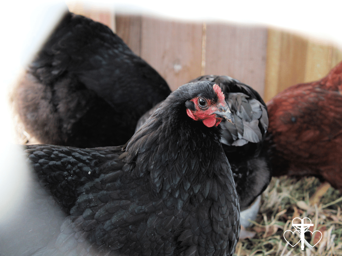 Chicken Parasites: What You Need to Know