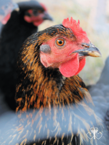 Chicken Parasites: What You Need to Know