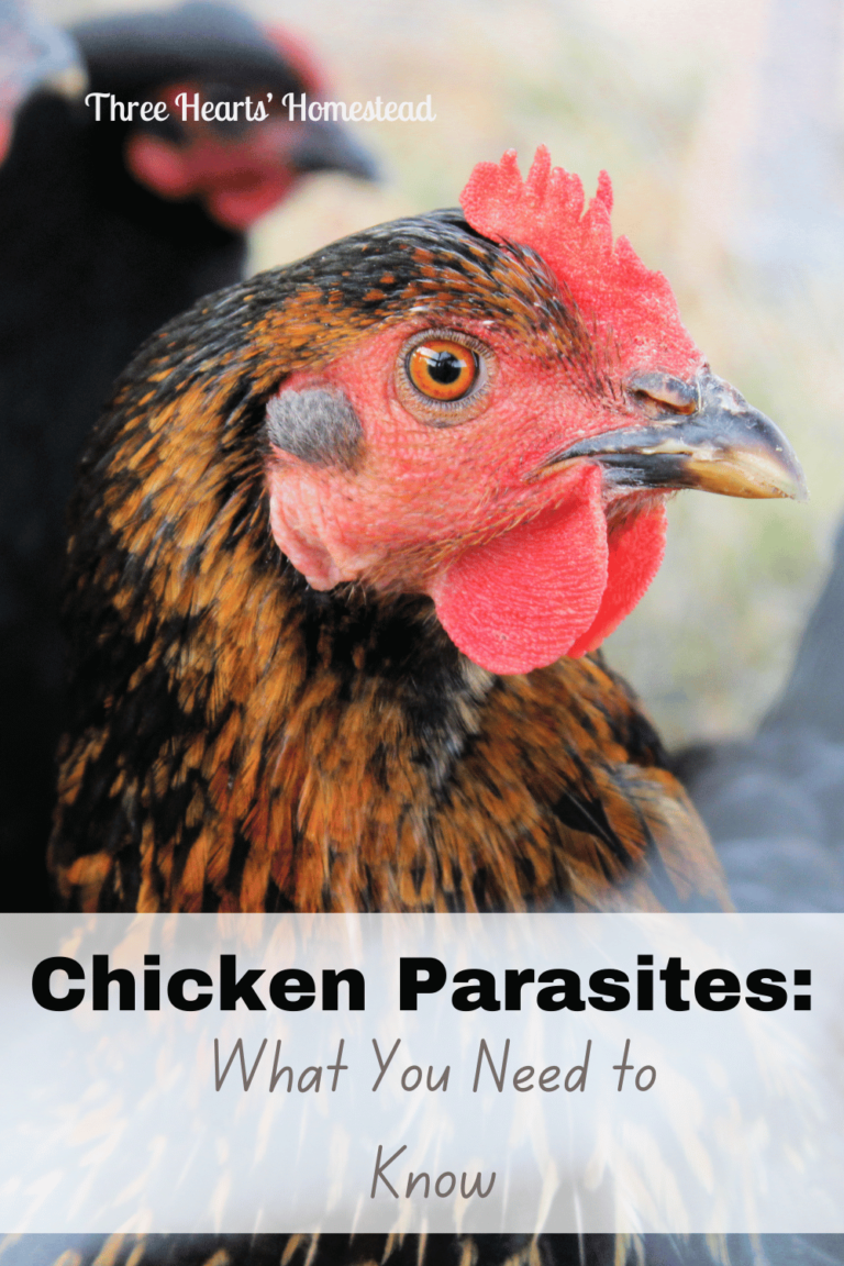 Chicken Parasites: What You Need to Know